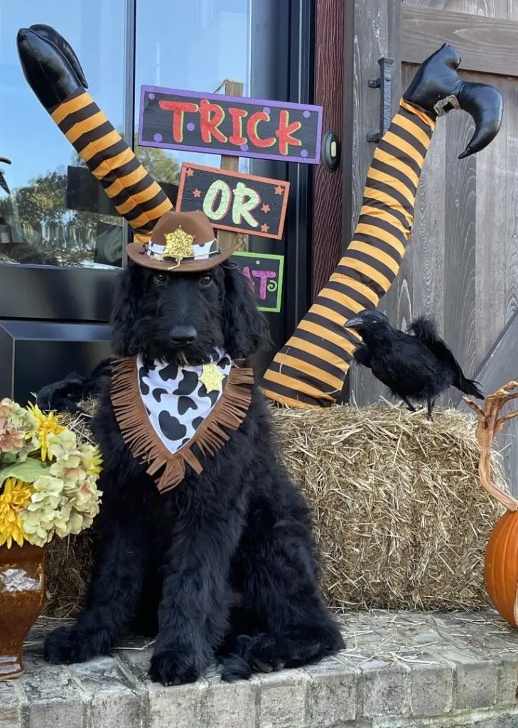 Details and Weekly Photos - Match Point Litter | Red Barn Doodle Farm