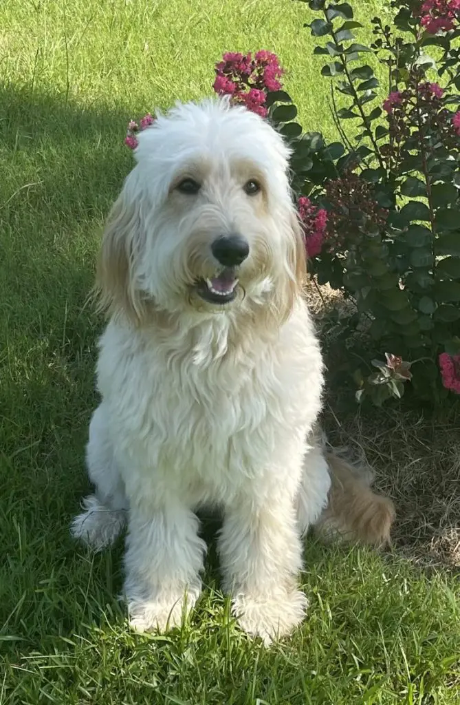 Details and Weekly Photos - Match Point Litter | Red Barn Doodle Farm