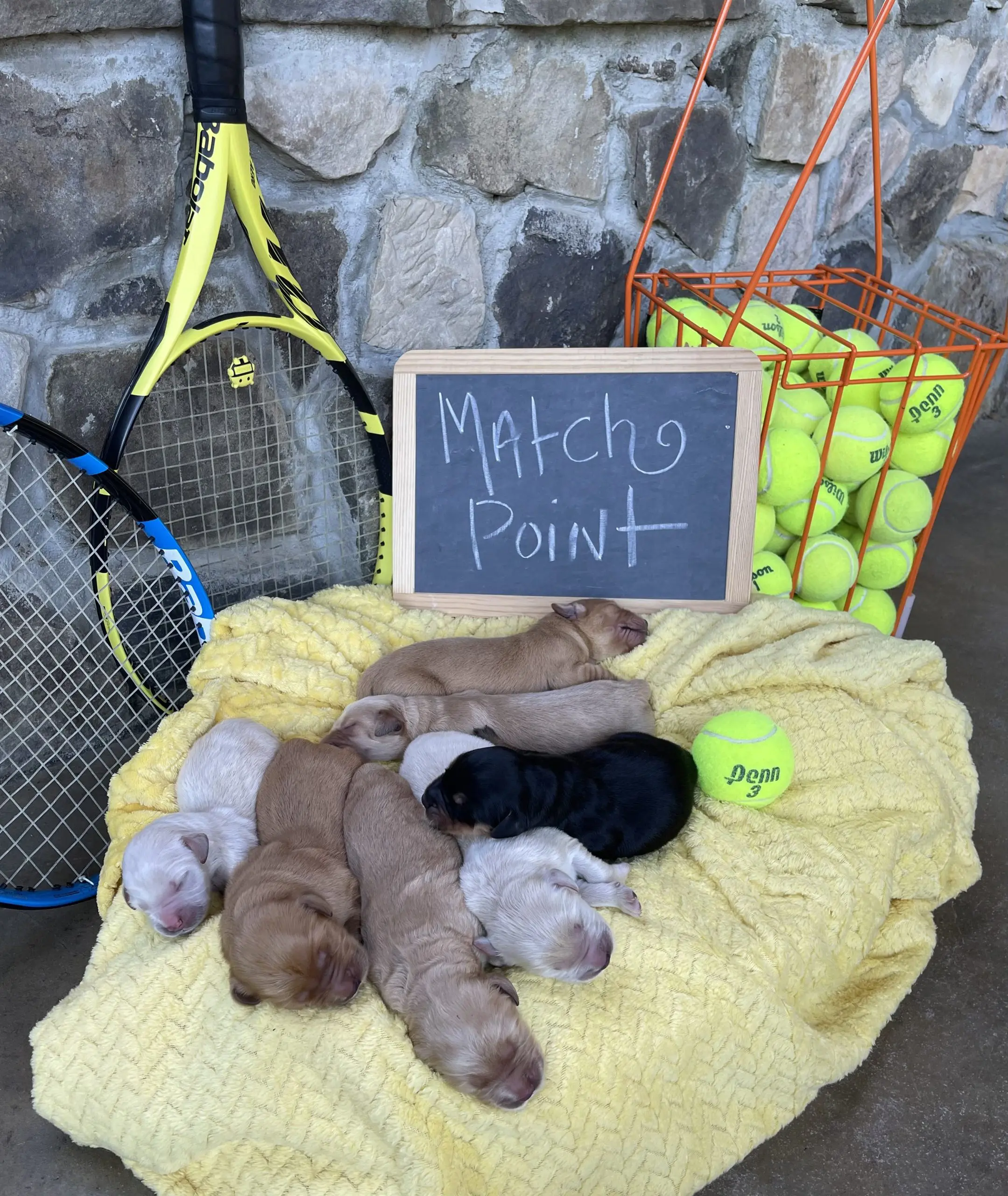 Details and Weekly Photos - Match Point Litter | Red Barn Doodle Farm