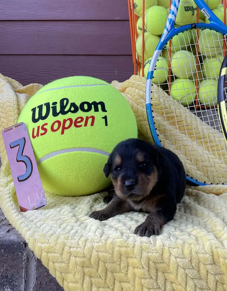 Details and Weekly Photos - Match Point Litter | Red Barn Doodle Farm