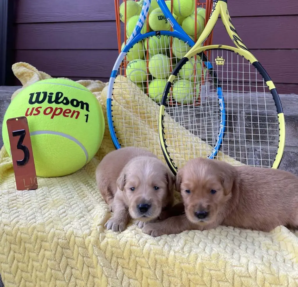 Details and Weekly Photos - Match Point Litter | Red Barn Doodle Farm