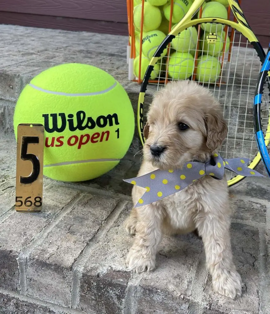 Details and Weekly Photos - Match Point Litter | Red Barn Doodle Farm