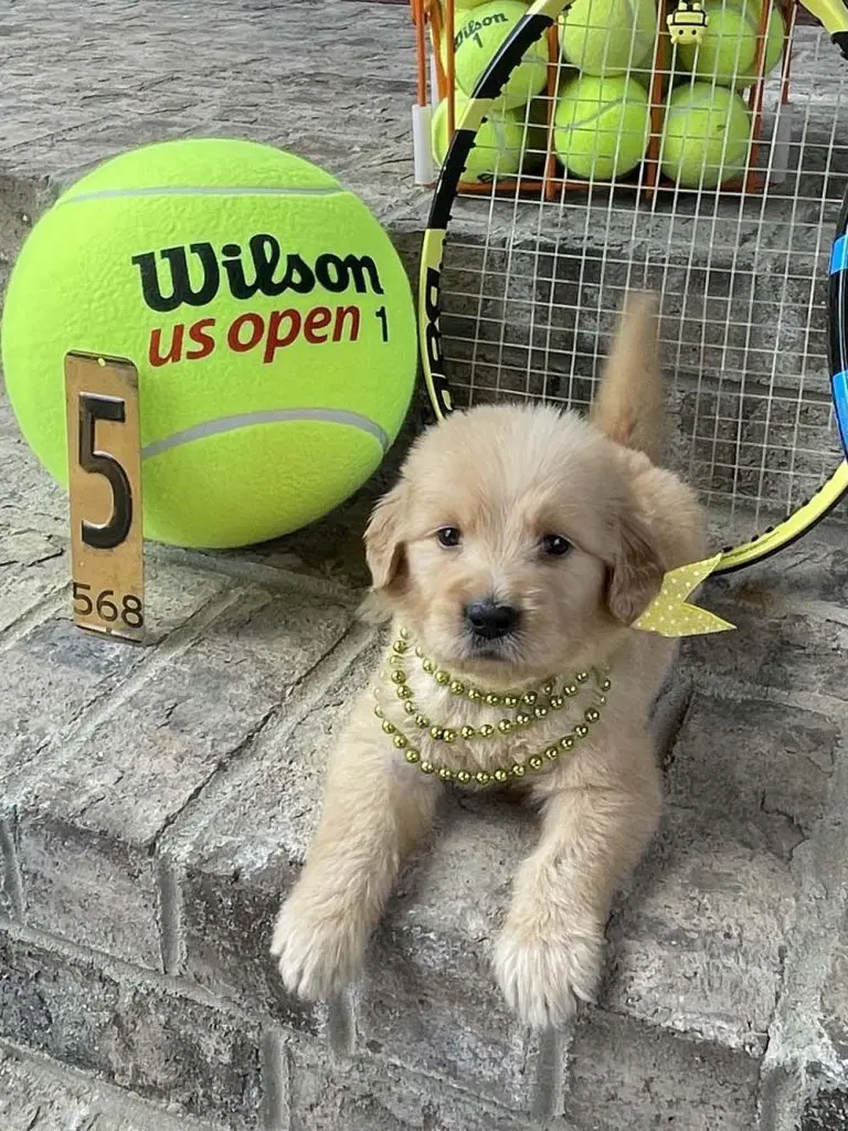 Details and Weekly Photos - Match Point Litter | Red Barn Doodle Farm