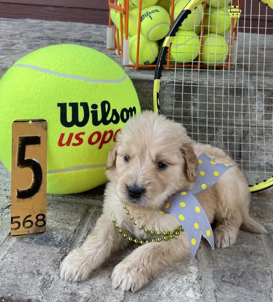 Details and Weekly Photos - Match Point Litter | Red Barn Doodle Farm