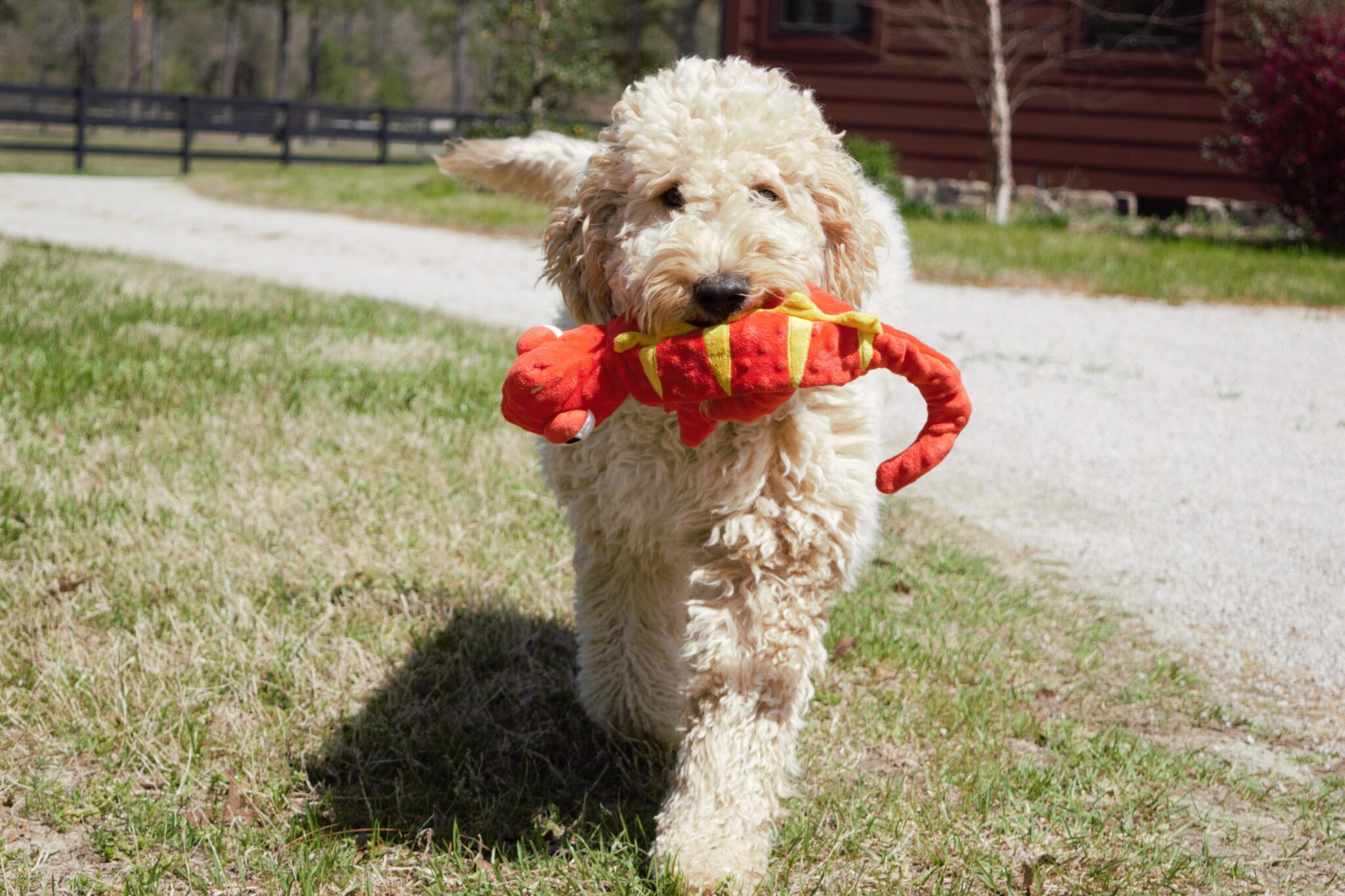 The Moms | Red Barn Doodle Farm
