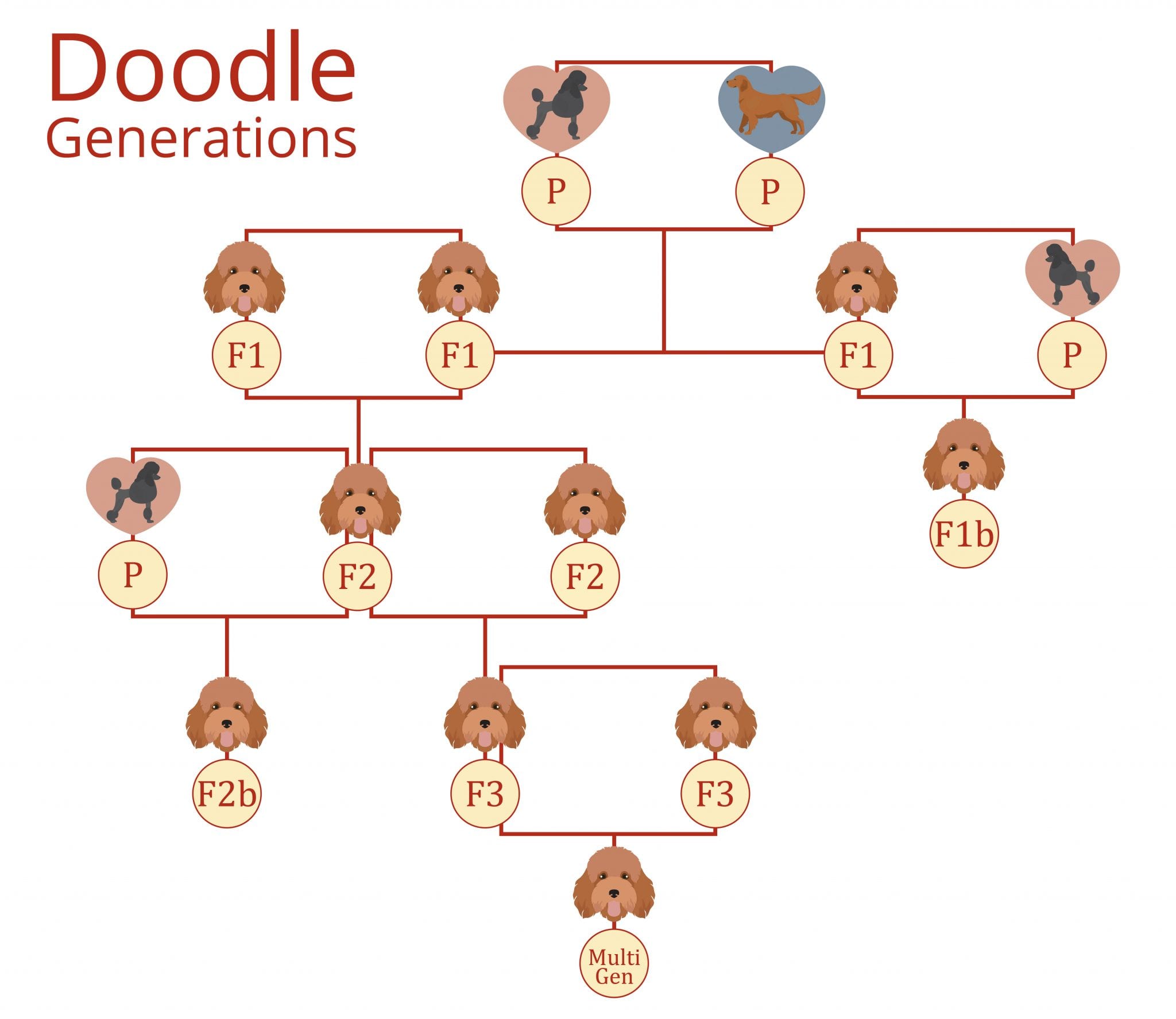 Types of Doodles | Red Barn Doodle Farm