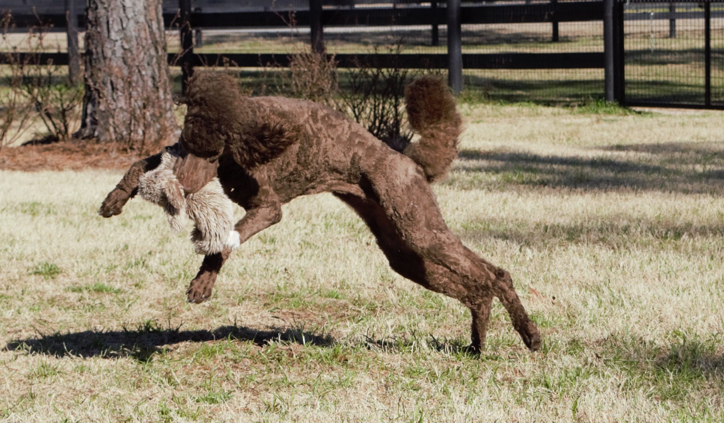 The Moms | Red Barn Doodle Farm