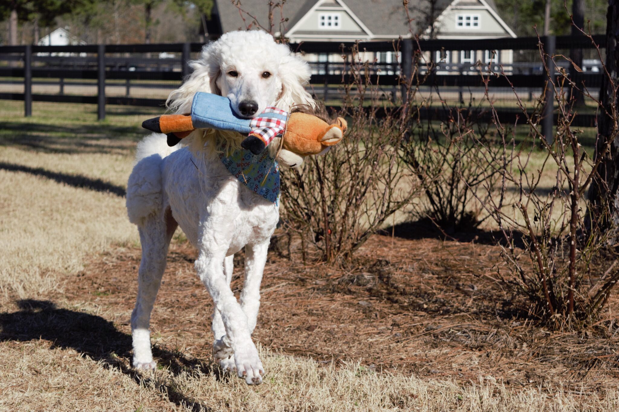 The Moms | Red Barn Doodle Farm