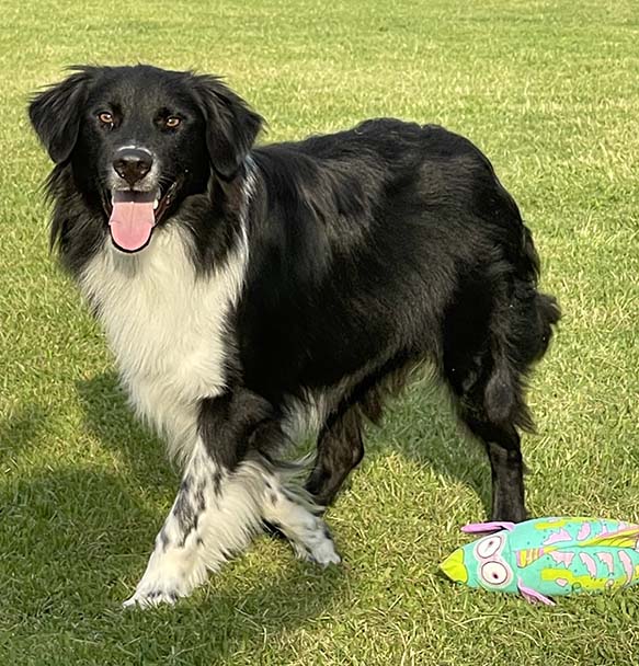 The Dads | Red Barn Doodle Farm