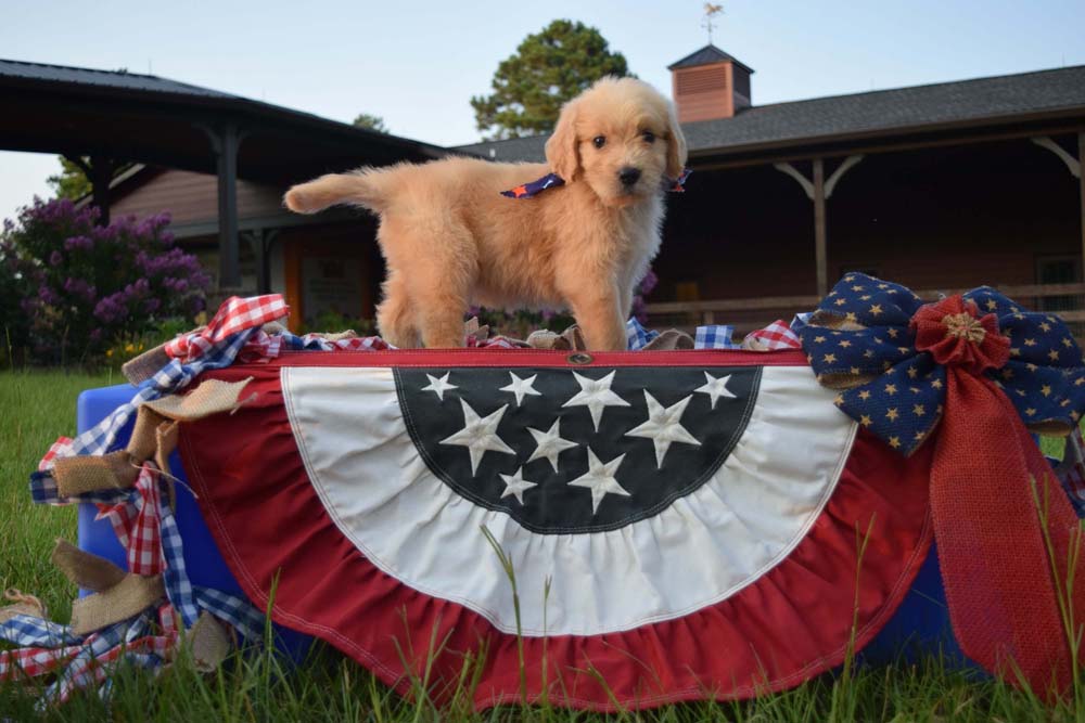 Red Barn Doodle Farm – Goldendoodles and Labradoodles