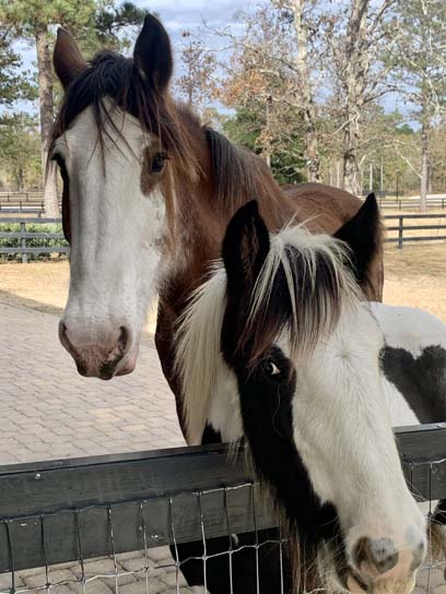 Red Barn Doodle Farm – Goldendoodles and Labradoodles