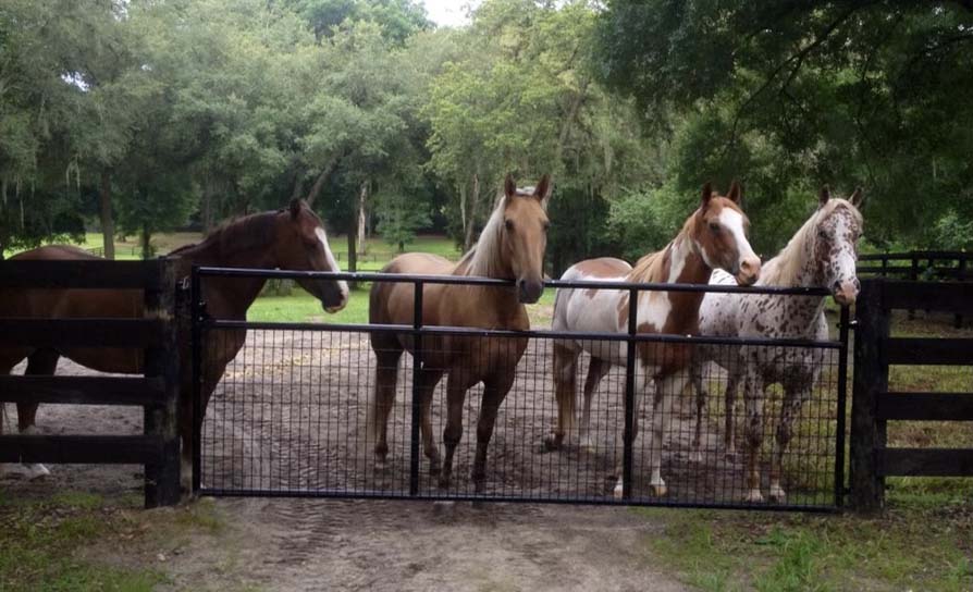 Red Barn Doodle Farm – Goldendoodles and Labradoodles