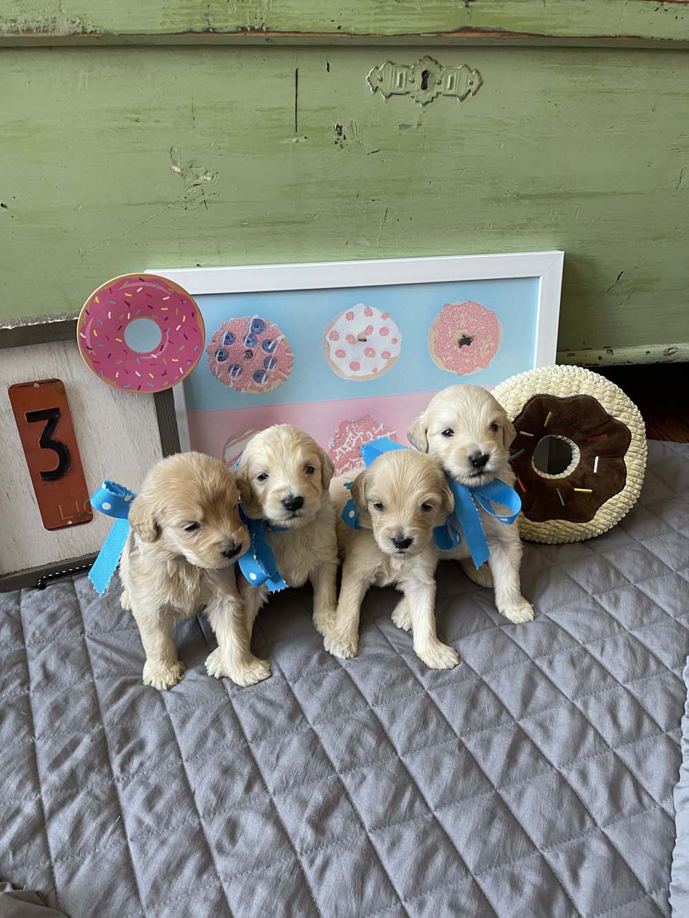Red Barn Doodle Farm – Goldendoodles and Labradoodles