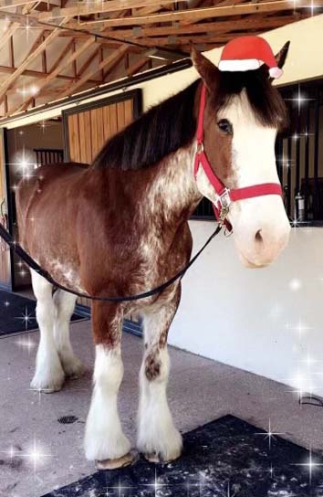 Red Barn Doodle Farm – Goldendoodles and Labradoodles