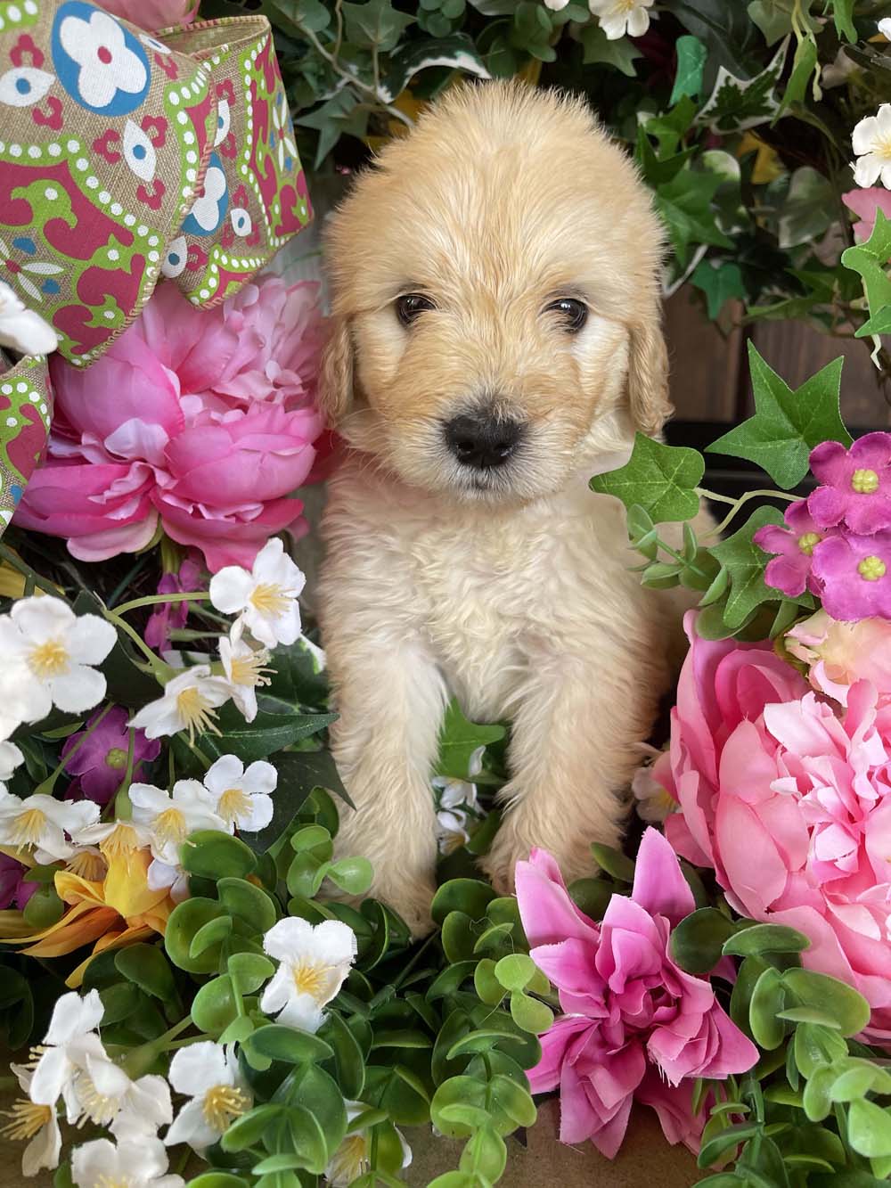 Red Barn Doodle Farm – Goldendoodles and Labradoodles