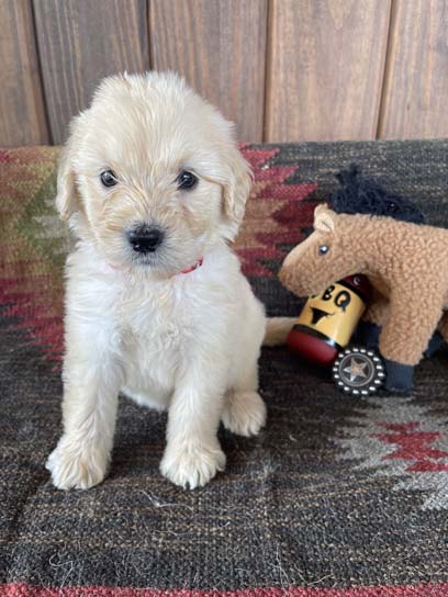 Red Barn Doodle Farm – Goldendoodles and Labradoodles