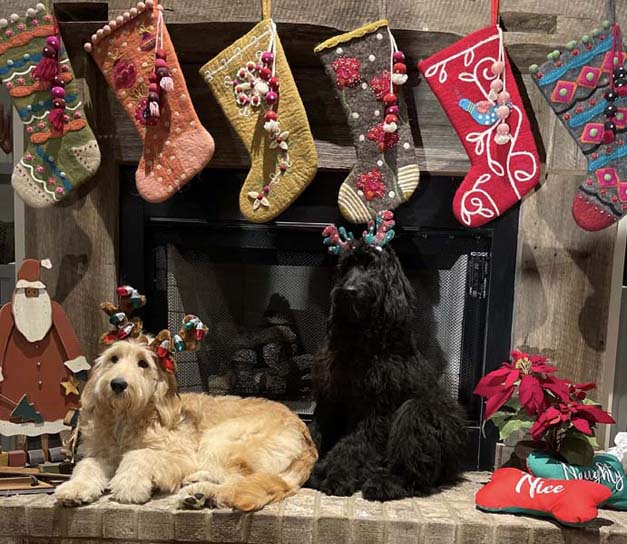 Red Barn Doodle Farm – Goldendoodles and Labradoodles