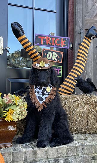 Red Barn Doodle Farm – Goldendoodles and Labradoodles