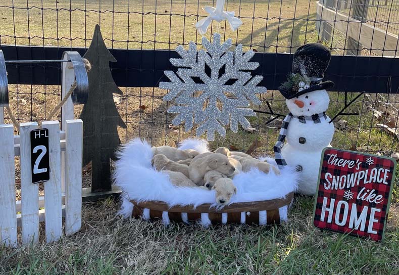 Red Barn Doodle Farm – Goldendoodles and Labradoodles