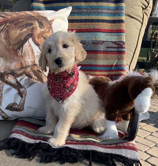 Red Barn Doodle Farm – Goldendoodles and Labradoodles