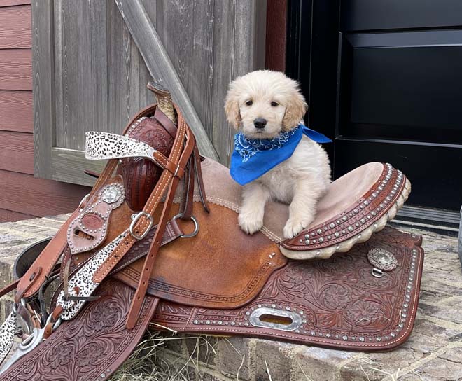 Red Barn Doodle Farm – Goldendoodles and Labradoodles