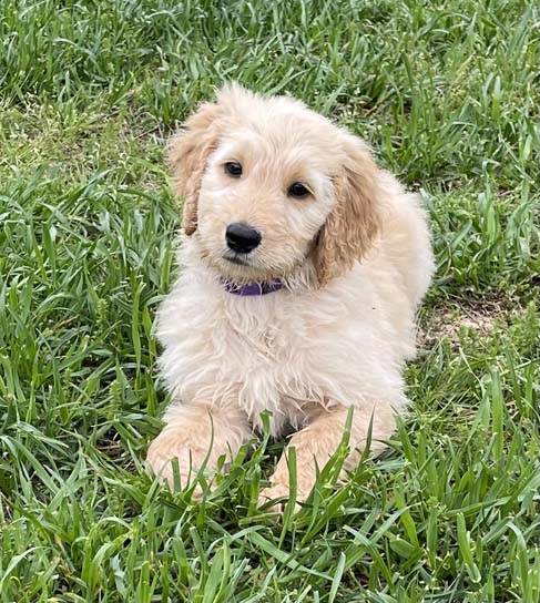 Red Barn Doodle Farm – Goldendoodles and Labradoodles