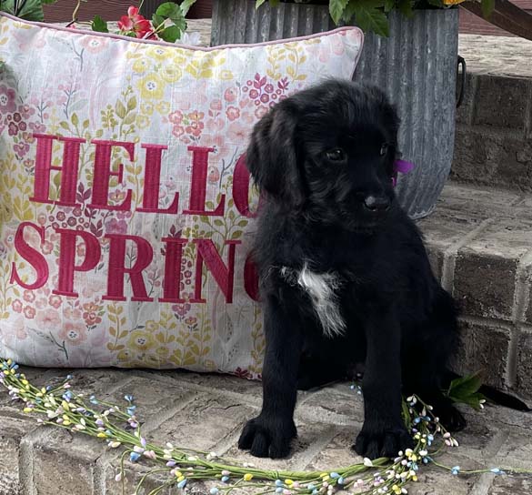 Red Barn Doodle Farm – Goldendoodles and Labradoodles