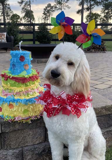 Red Barn Doodle Farm – Goldendoodles and Labradoodles