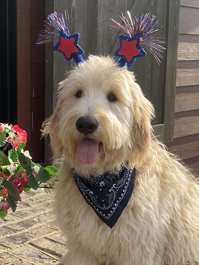 Red Barn Doodle Farm – Goldendoodles and Labradoodles