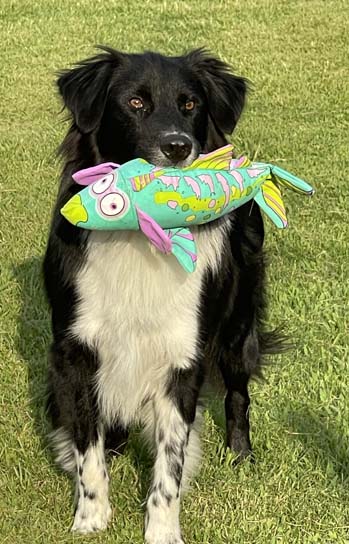 Red Barn Doodle Farm – Goldendoodles and Labradoodles