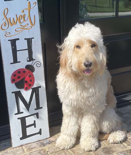 Red Barn Doodle Farm – Goldendoodles and Labradoodles