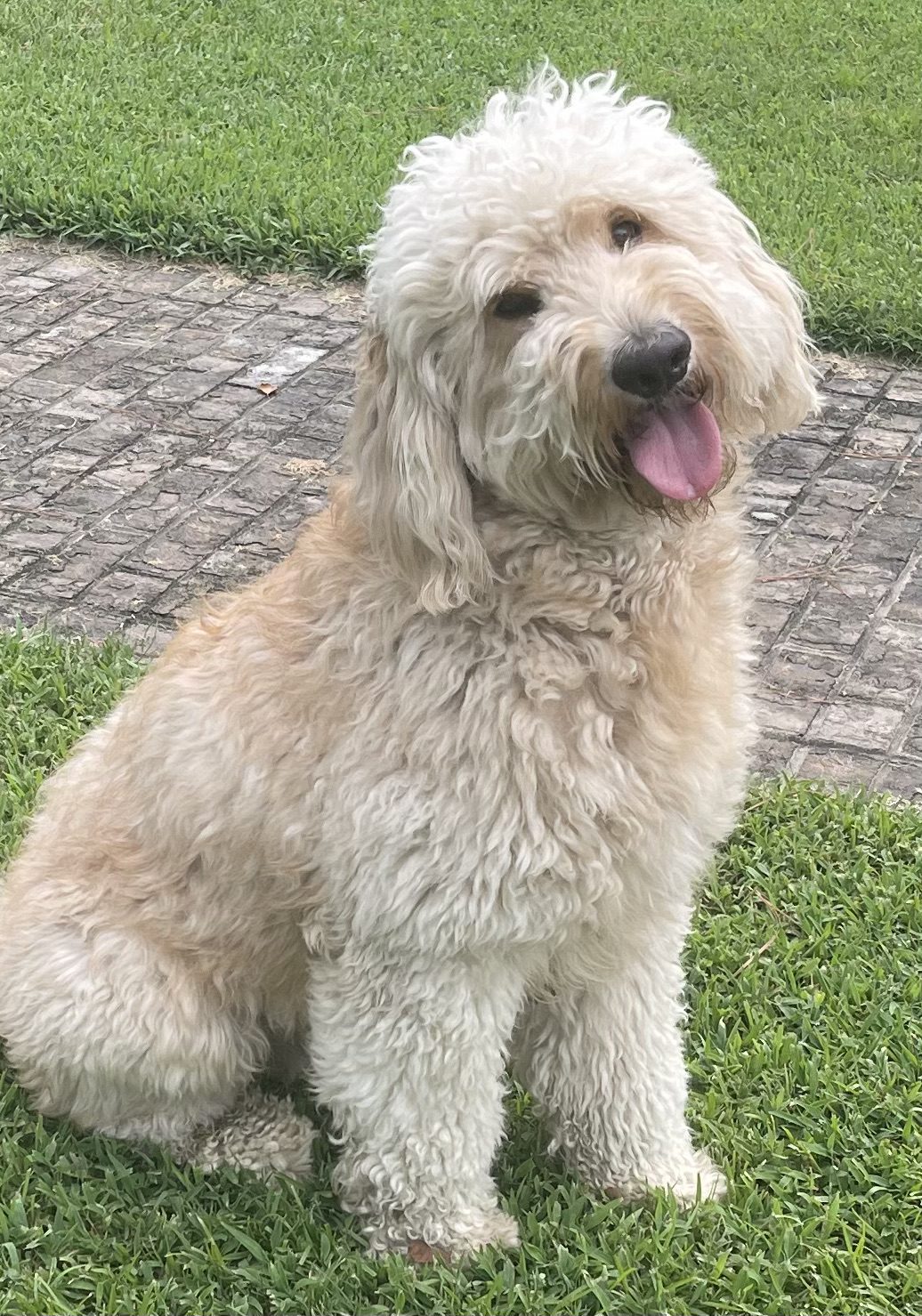 Details and Weekly Photos - The Fly Away Litter | Red Barn Doodle Farm