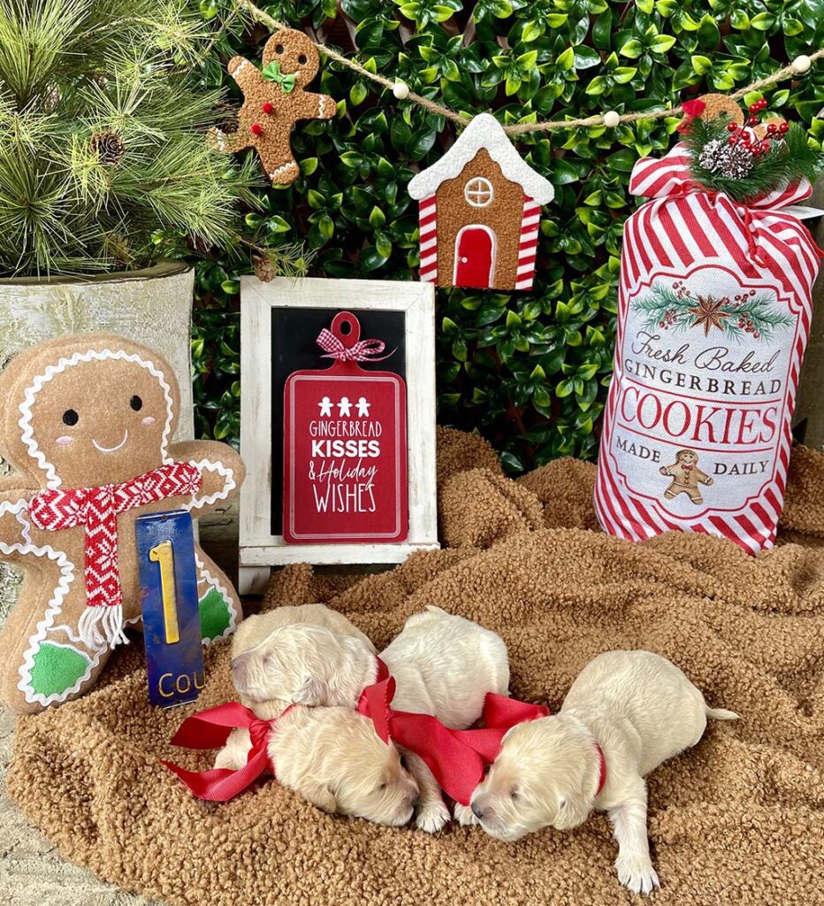 Gingerbread Kisses & Holiday Wishes – Red Barn Doodle Farm