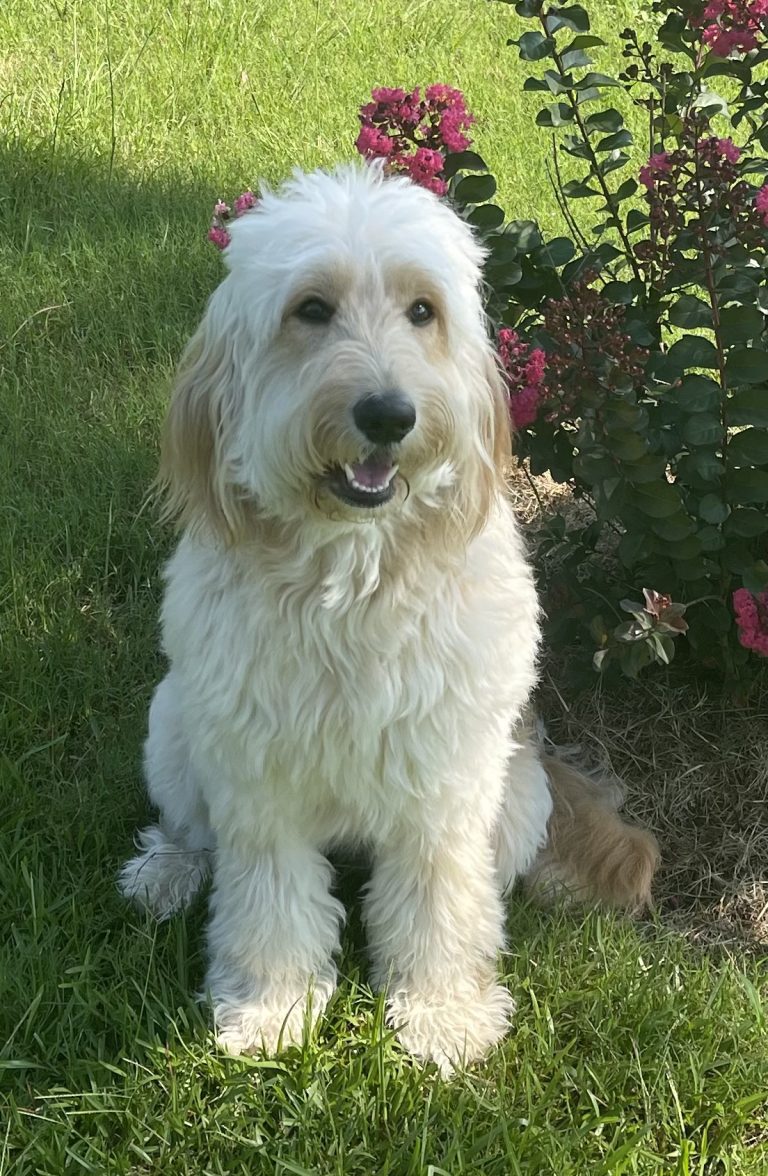 New Arrivals | Red Barn Doodle Farm