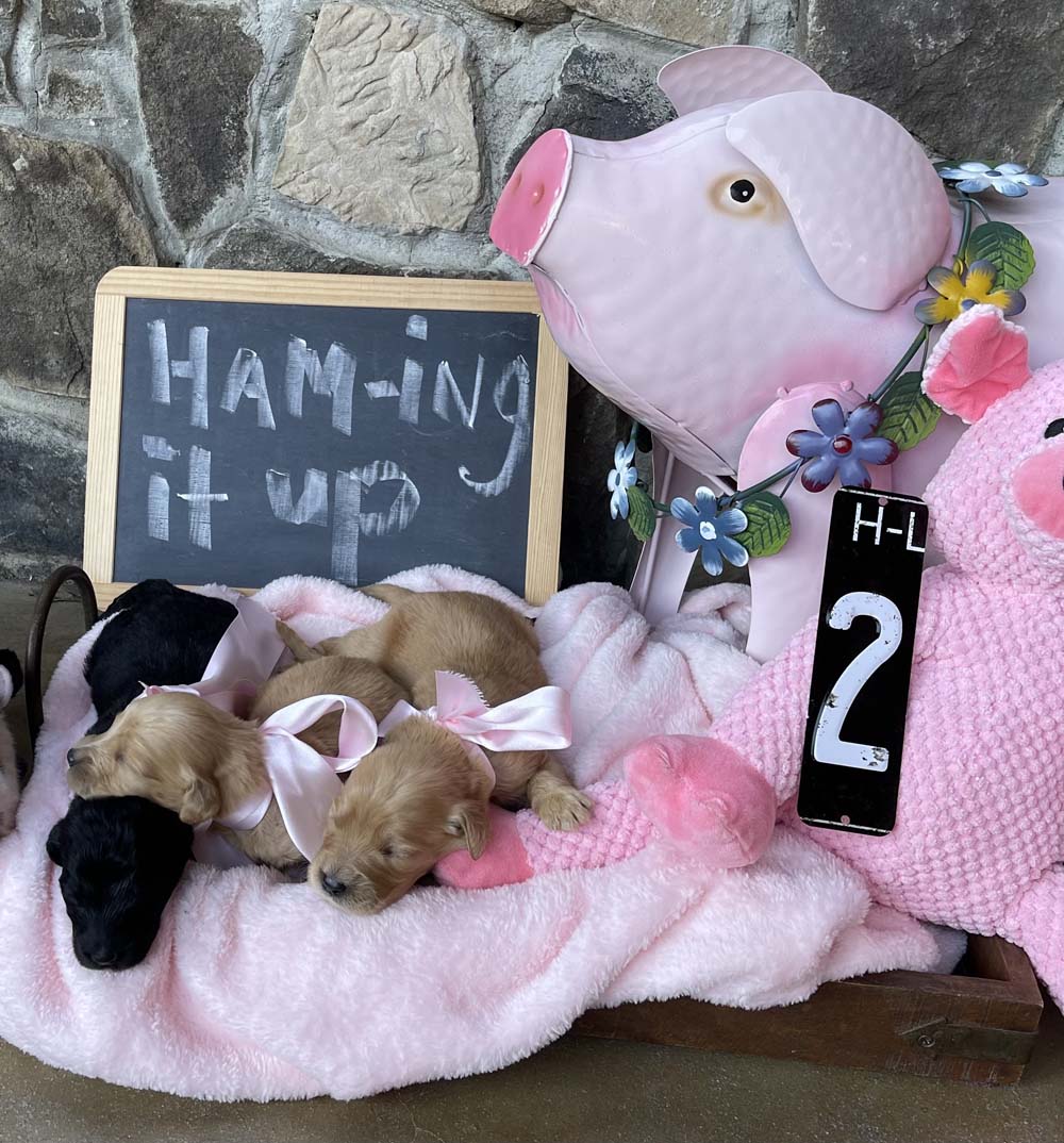 Details and Weekly Photos – Ham-ing it up Litter – Red Barn Doodle Farm