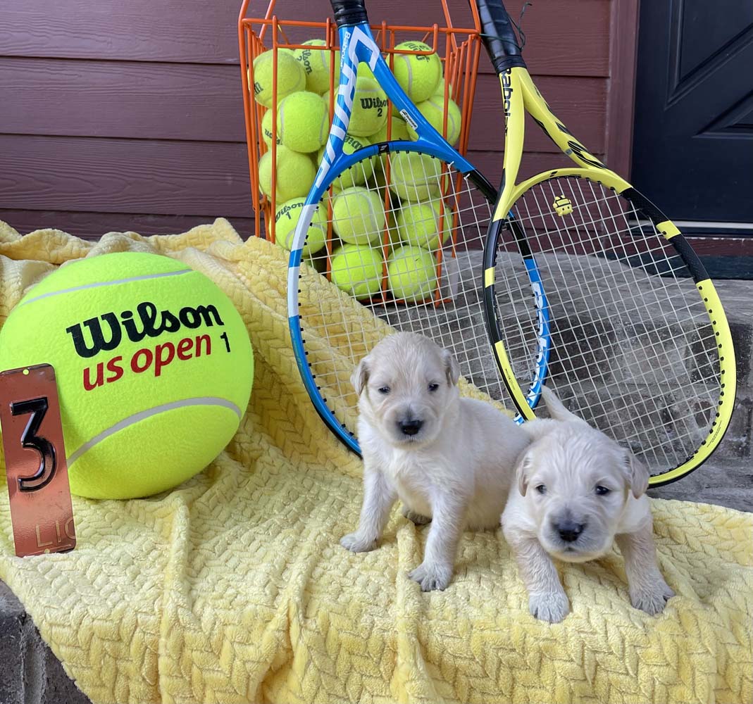 Details and Weekly Photos - Match Point Litter | Red Barn Doodle Farm