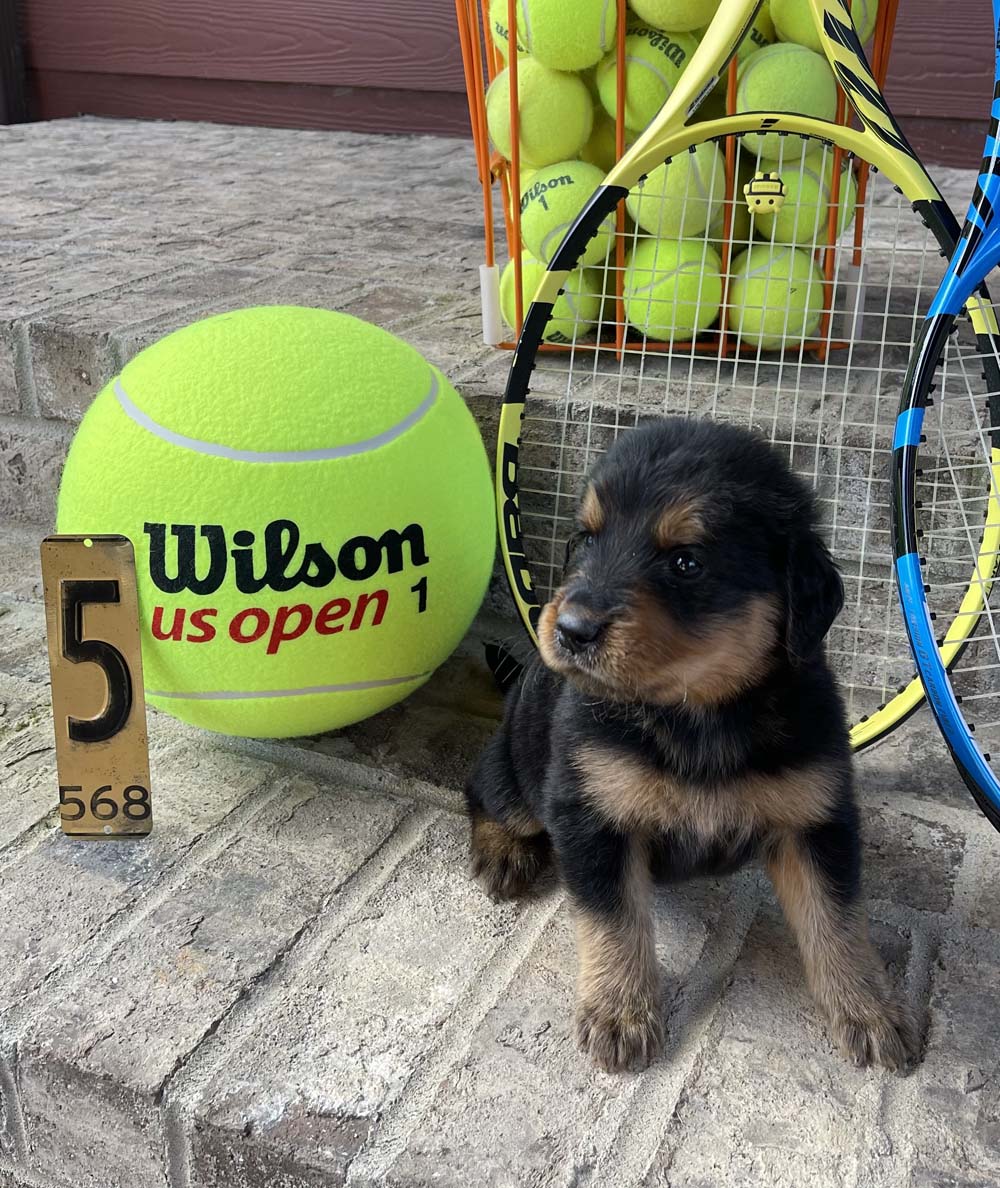 Details and Weekly Photos - Match Point Litter | Red Barn Doodle Farm