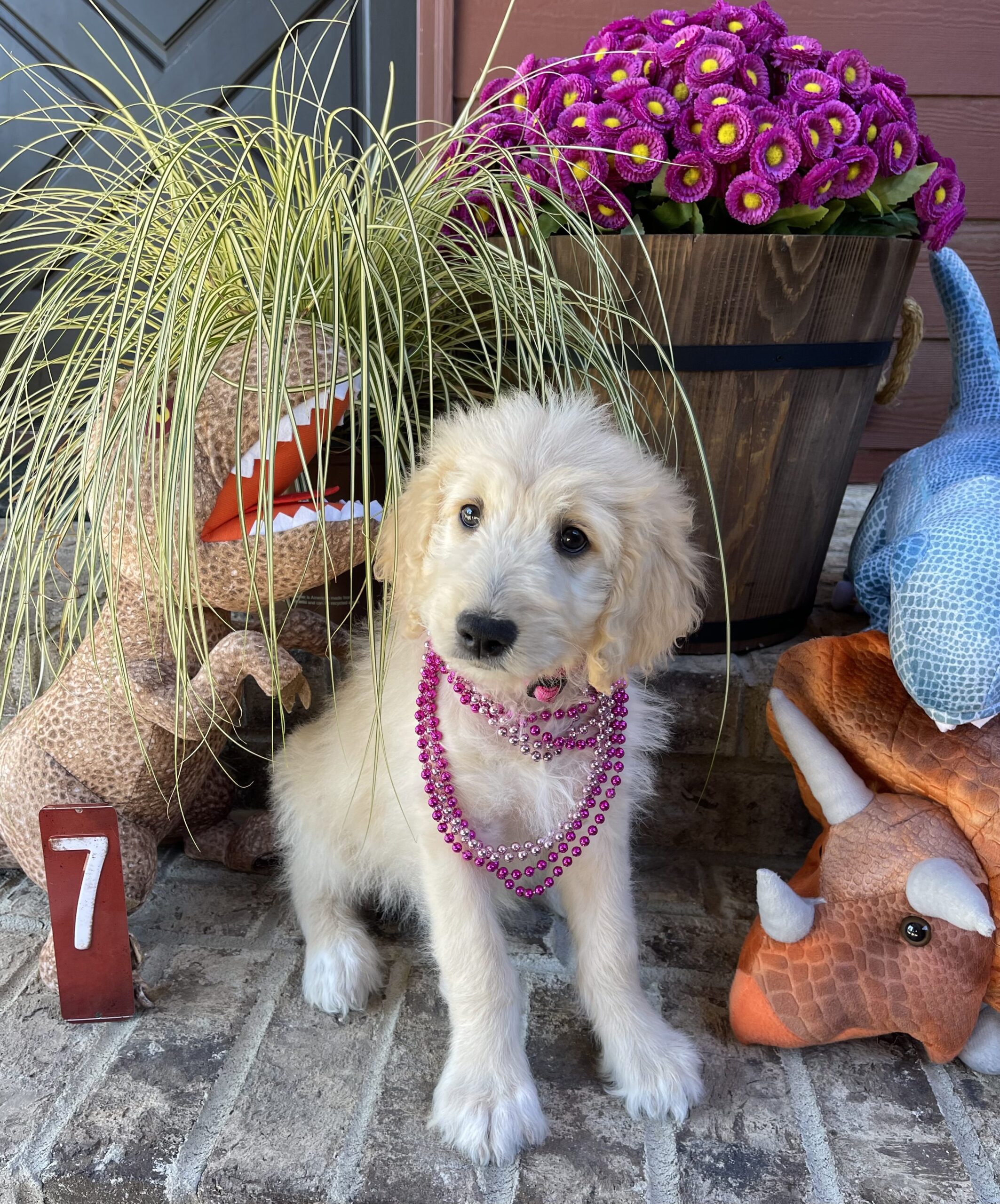 Details and Weekly Photos – Jurassic II: “The Lost World” – Red Barn Doodle Farm