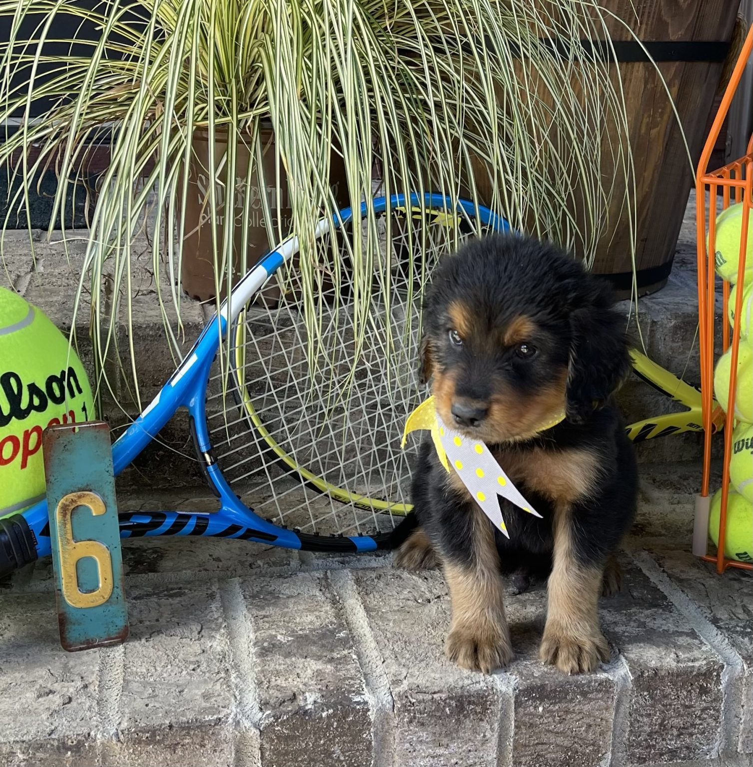 Details and Weekly Photos - Match Point Litter | Red Barn Doodle Farm