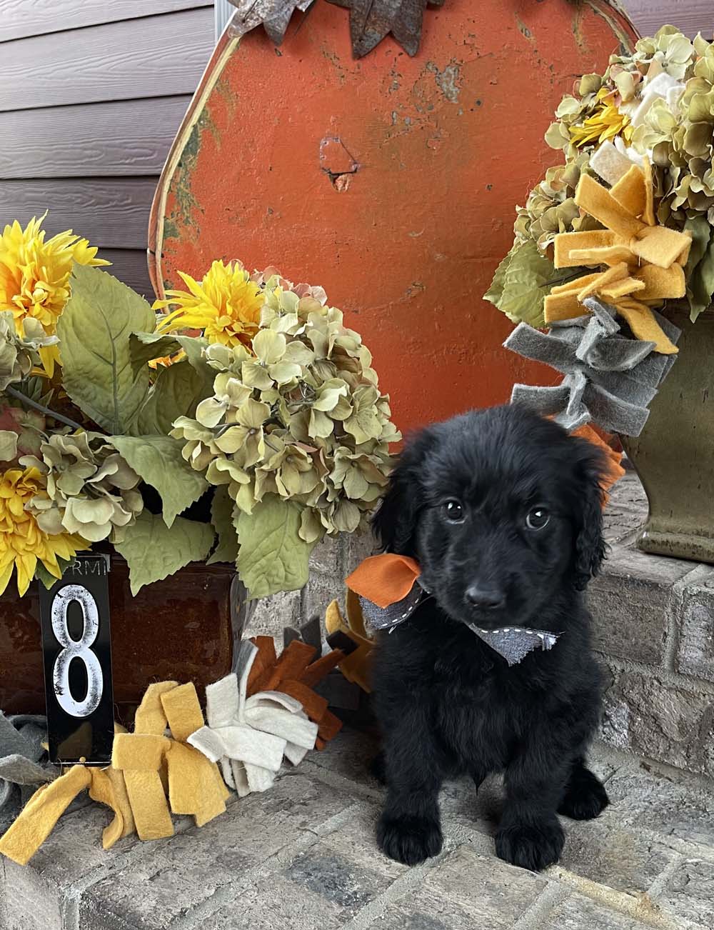 Details and Weekly Photos - Ham-ing it up Litter | Red Barn Doodle Farm