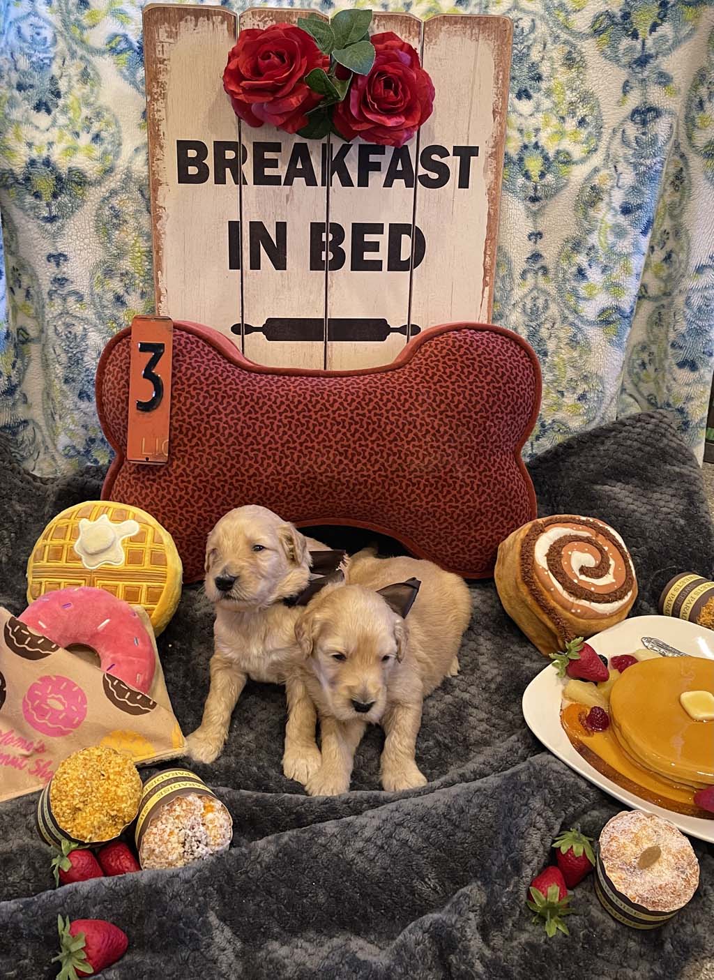 Details and Weekly Photos – Breakfast in Bed Litter – Red Barn Doodle Farm