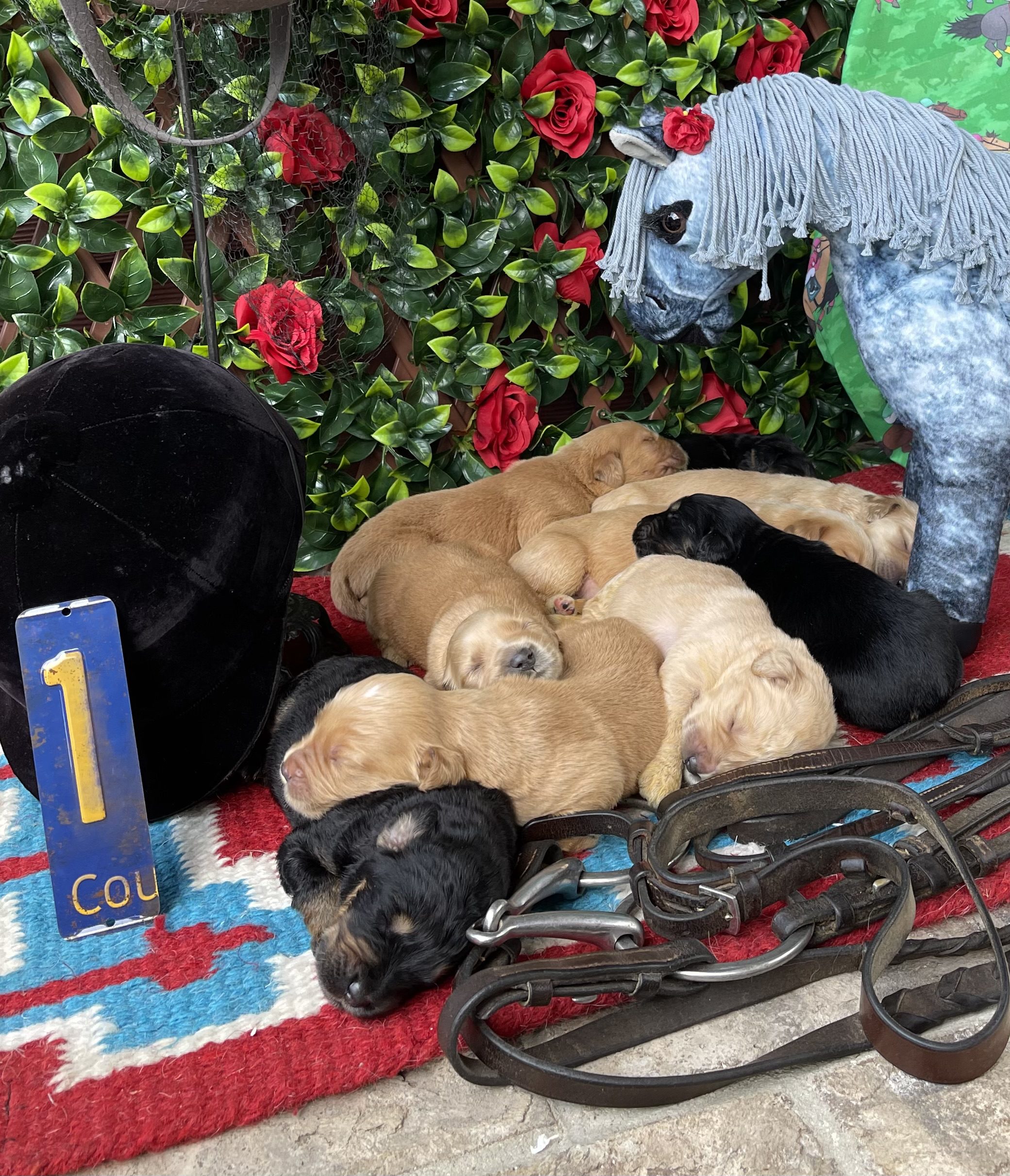 Details and Weekly Photos - "Run for the Roses" Litter | Red Barn Doodle Farm