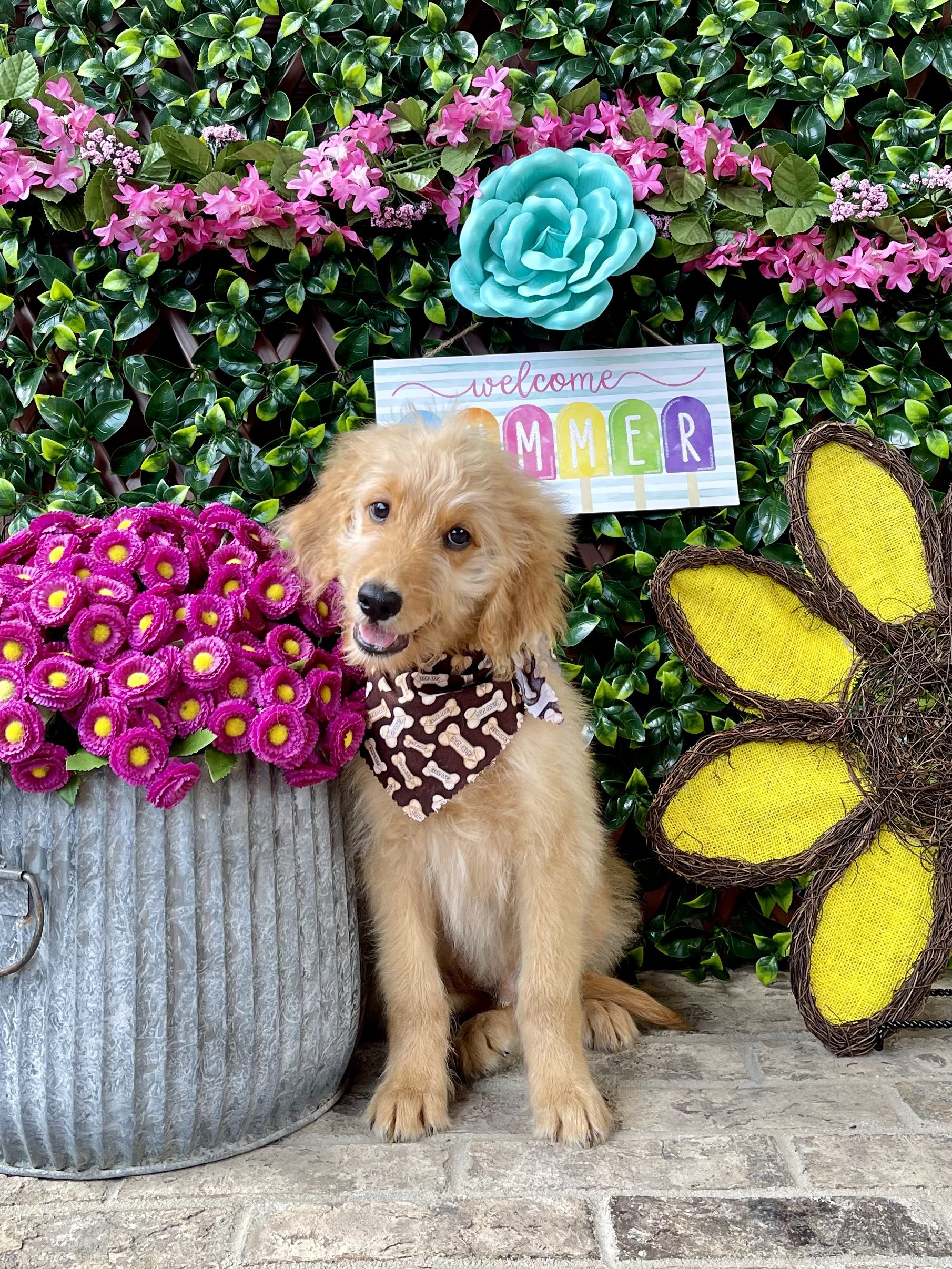 Details and Weekly Photos – The “Eras” Litter – Red Barn Doodle Farm