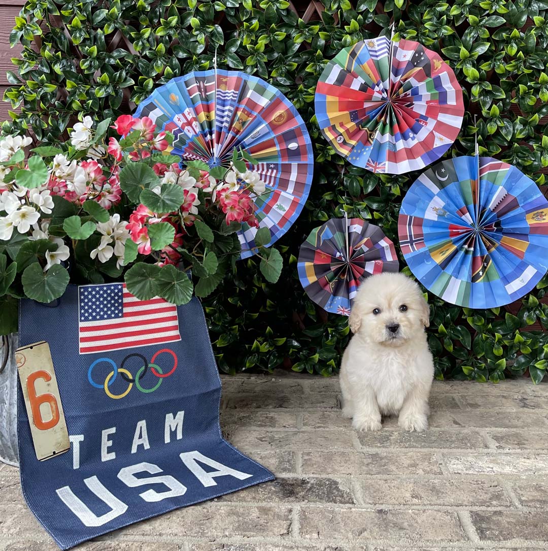 Details and Weekly Photos – “Olympic Dreams 2024” Litter – Red Barn ...